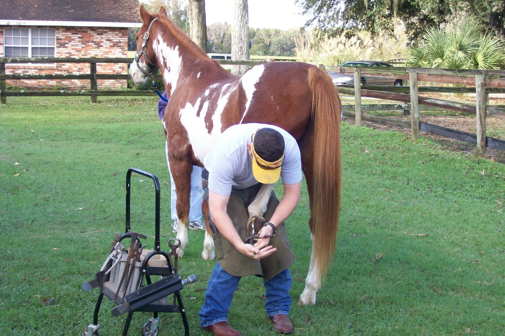 How can you help? | Stirrups 'n Strides Therapeutic Riding Center