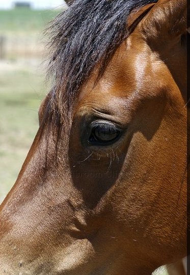How can you help? | Stirrups 'n Strides Therapeutic Riding Center
