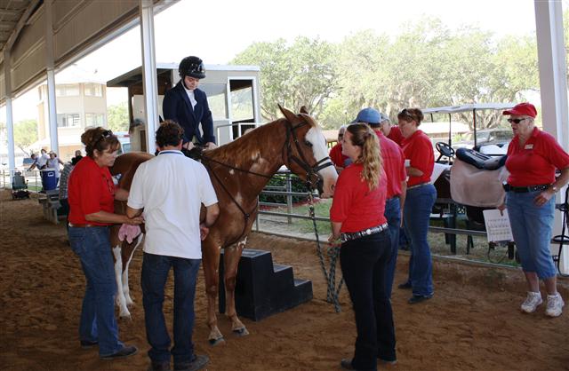 How can you help? | Stirrups 'n Strides Therapeutic Riding Center